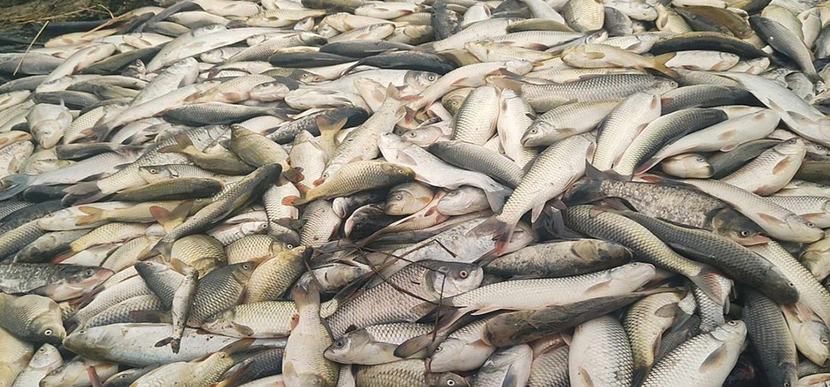 महोत्तरीमा तटबन्ध भत्किँदा करोडौंको माछा बगायो | Nagarik News