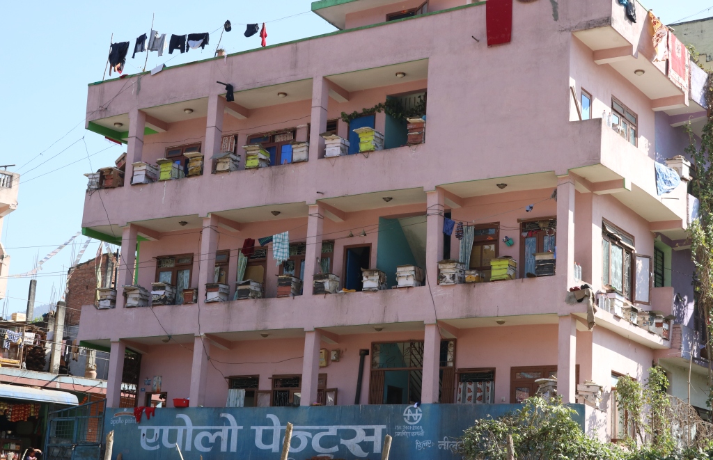 पूर्व सैनिकको घरभरी मौरीको घार (फोटो फिचर) | Nagarik News