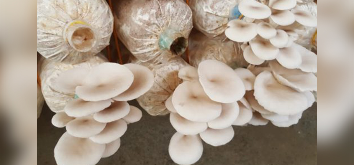 तनहुँमा जंगली च्याउ खाँदा एक जनाको मृत्यु | Nagarik News