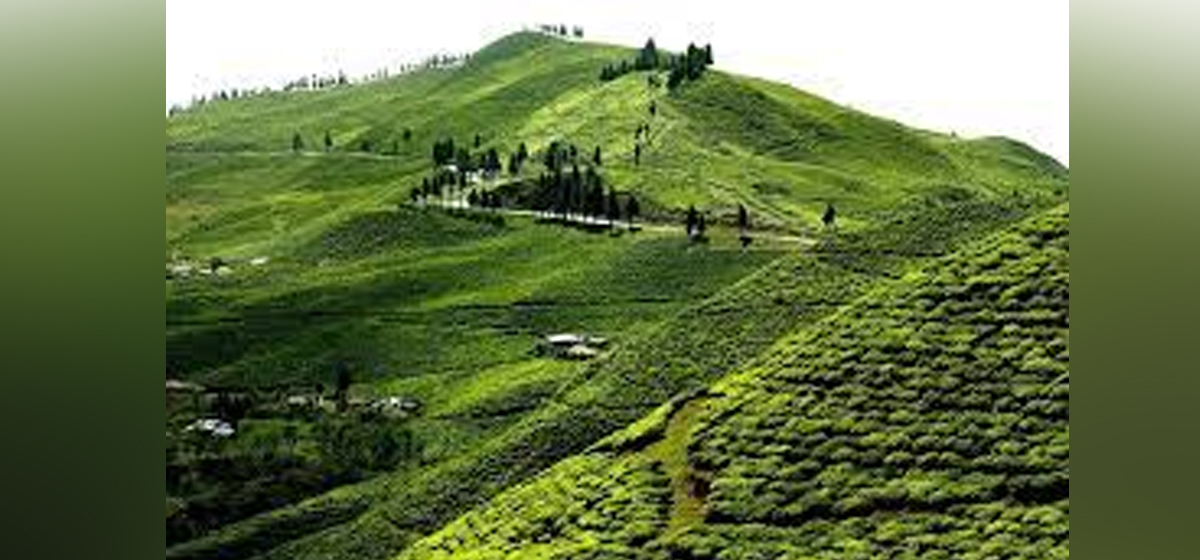 इलामको चिया प्रतिकेजी १० हजार सम्म पर्ने | Nagarik News