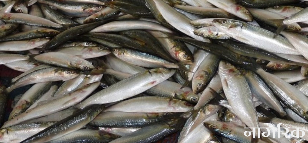 ६ महिनामा साढे चार करोड माछाका भुरा वितरण | Nagarik News